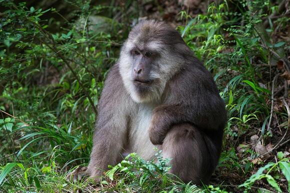 Top 10 Iconic Chinese Animals - NewsBreak