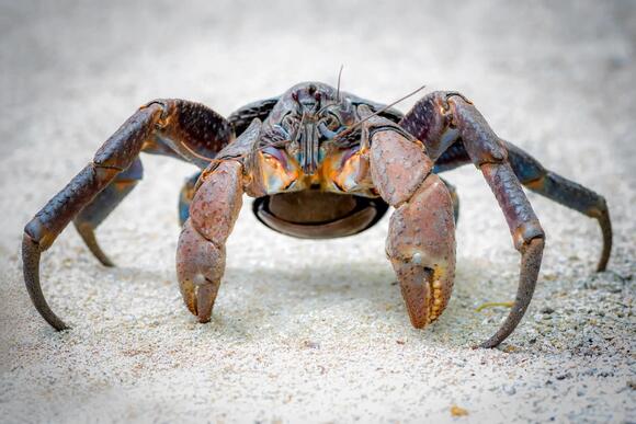 How Fiddler Crabs Use Their Large Claws to Attract Mates - NewsBreak