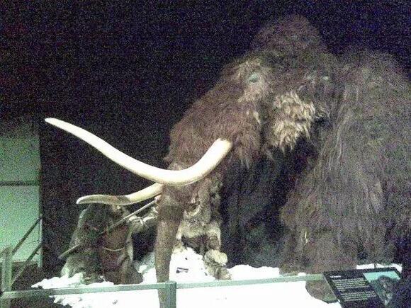 The real Manny the Mammoth: what woolly mammoths were actually like and ...