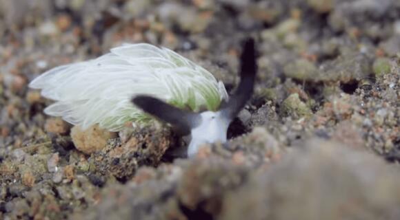 Meet The Adorable Photosynthesizing Leaf Sheep - NewsBreak