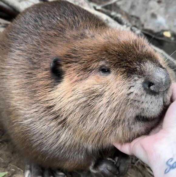 Judge Rules Nibi the Orphaned Beaver Can Stay With Rescue Team: ‘We ...