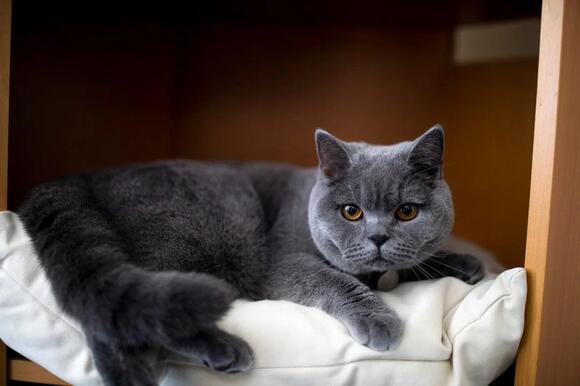 8 Best Cat Breeds Compatible With Zodiac Sign Taurus - NewsBreak