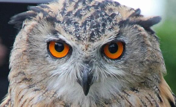 The Most Dangerous Pets Vets Say To Avoid - NewsBreak