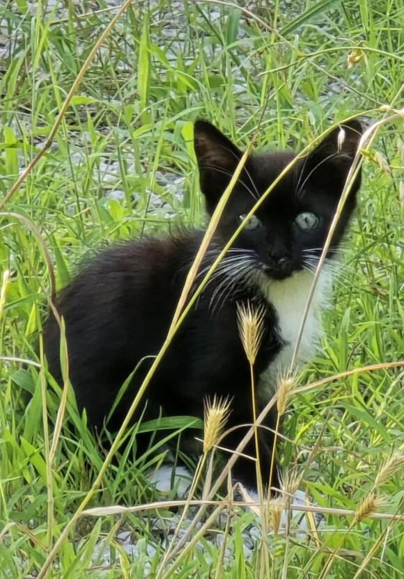 Watch Out For Flea-borne Typhus This Fall Season - NewsBreak