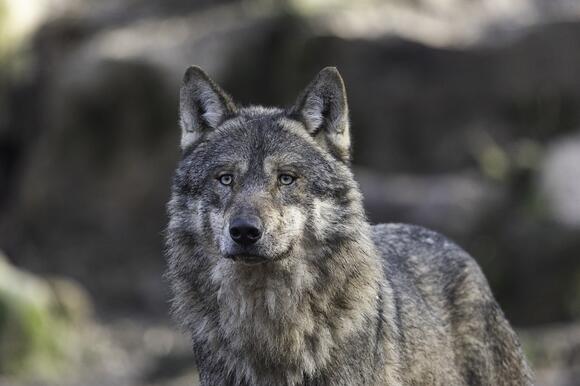 The Wild Comeback of America’s Wolves – and Why It Matters - NewsBreak