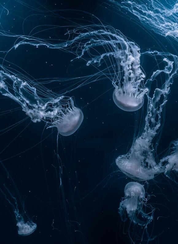 The Most Poisonous Jellyfish Ever Discovered And How It Kills - NewsBreak