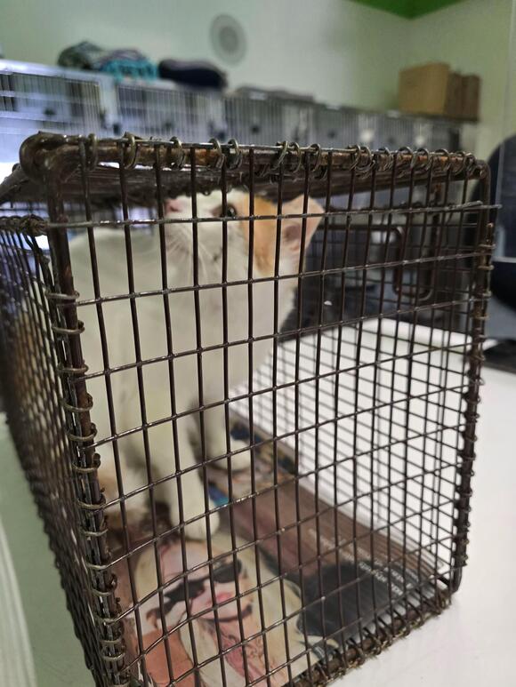 🐱 Playful, Gentle & Loving Cats Ready for Adoption in Los Angeles ...