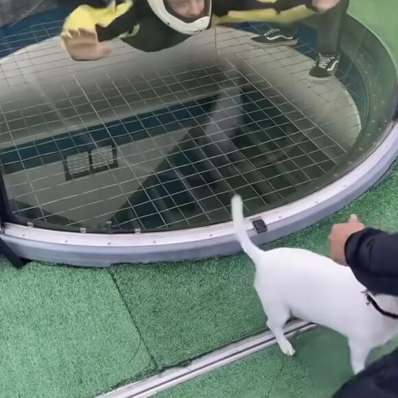 Jack Russell Learns How To Fly - NewsBreak