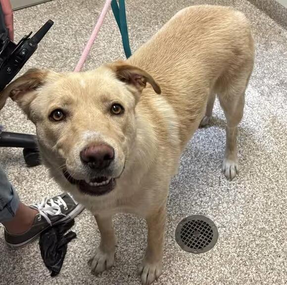 🐶 Playful Puppies & Loyal Companions Ready for Adoption in Pueblo ...