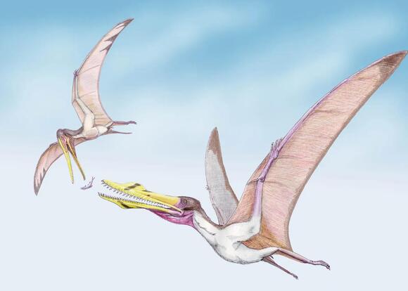 7 Incredible Prehistoric Creatures That Ruled Ancient American Skies ...