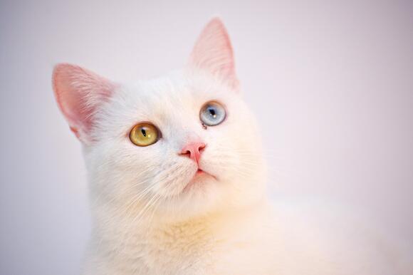 9 Cat Breeds That Match Fire-Sign Energy – Bold and Fearless - NewsBreak