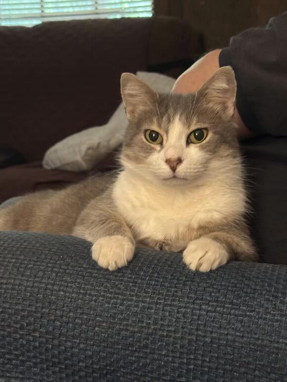 🐱 Gentle Gray Cats Ready for Adoption in Demorest, GA - NewsBreak