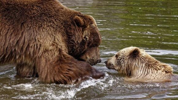 Grizzly vs. Bison: The Real Balance of Power in Yellowstone - NewsBreak