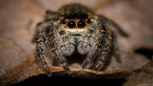 25 Stunning Facts About Jumping Spiders - NewsBreak