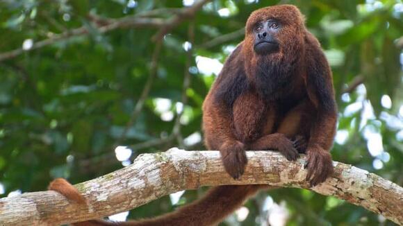 10 Smartest Monkey Species Ranked by Experts - NewsBreak