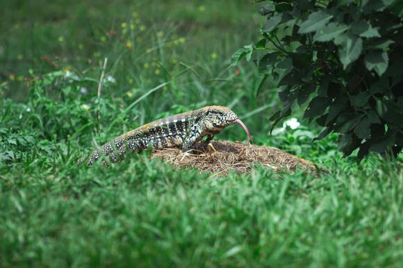 Georgia Officials Say Kill This 4-Foot Lizard If You See One—Now It’s ...