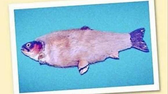 Is the fur trout real or fake? Viral post about a furry fish debunked ...