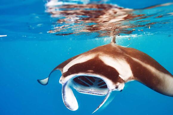 Why the Maldives Is the Best Place to Swim with Manta Rays - NewsBreak