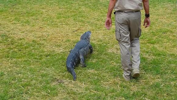 5 Things Never To Do If You Come Across An Alligator in Florida - NewsBreak