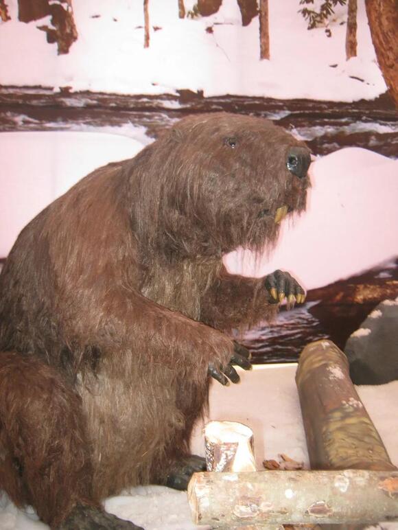 Prehistoric Giants: The Largest Mammals That Roamed Ancient North ...