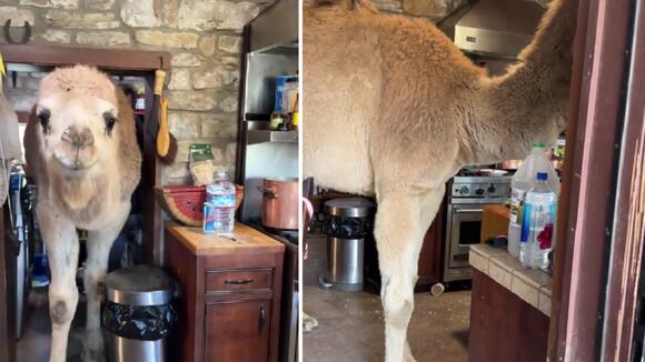 Viral Video Shows Hilarious Outcome When Resident Pet Camel Got Into ...