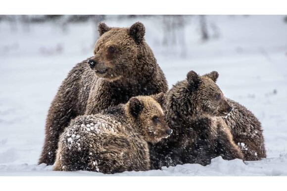 11 Facts About Bear Cubs That Will Melt Your Heart - NewsBreak