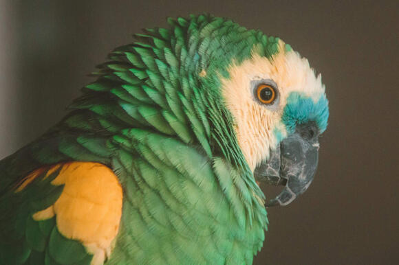 15 Fun Facts About Pet Parrots - NewsBreak
