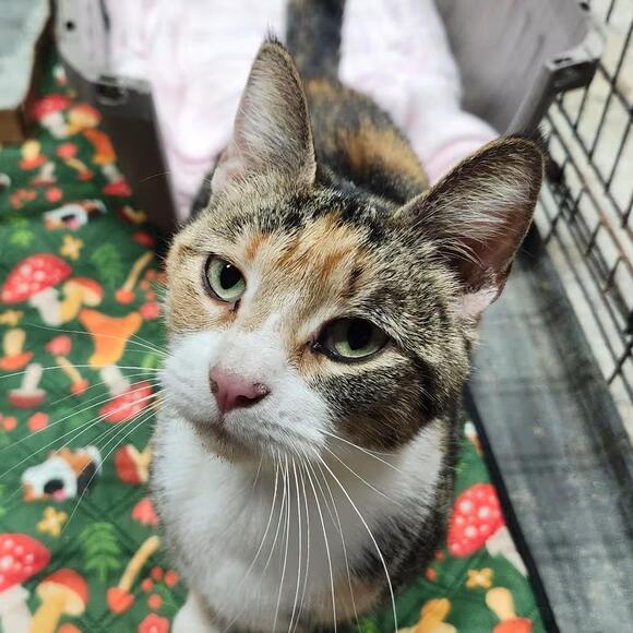 🐱 Sweet Cats Waiting for Loving Homes in Middletown - NewsBreak