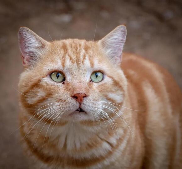 10 Surprising Reasons Why Your Cat Follows You Everywhere (It’s Not ...