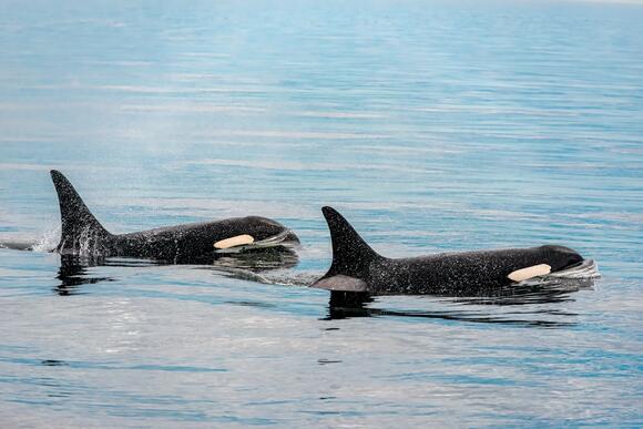 The Science Behind Orca Dialects and Family Bonds - NewsBreak