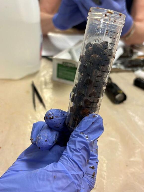 35 bottles from the 18th century filled with cherries unearthed by ...