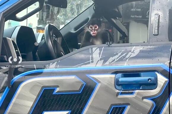 Monkey in diaper seen hanging out of tow truck in the Bronx