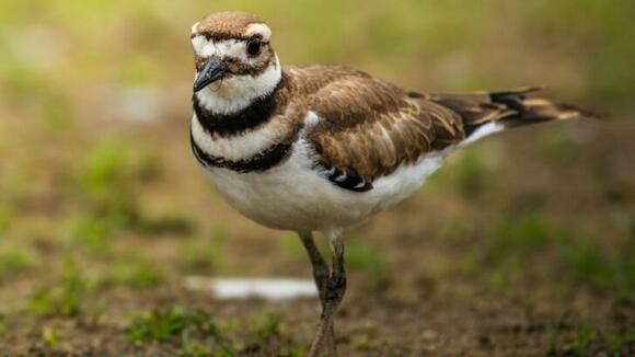 8 Incredible Ways Animals Protect Their Young from Predators - NewsBreak