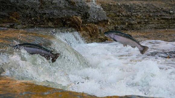 Why Salmon Swim Upstream—and How They Do It - NewsBreak