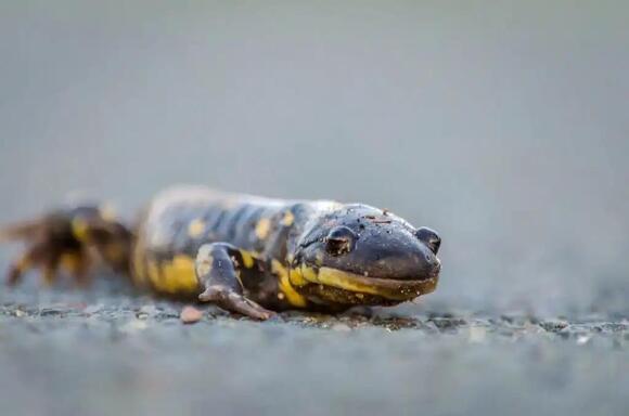 How to Identify Types of Salamanders in Colorado: Complete Guide ...