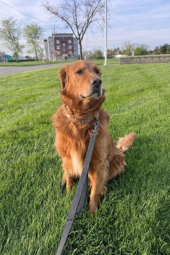 🐶 Playful, Loyal & Loving Dogs Ready for Adoption in Columbus - NewsBreak