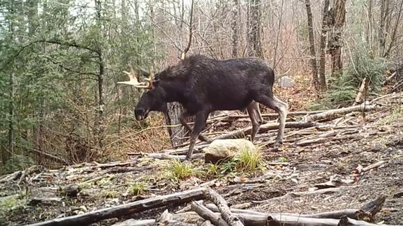 Hunters will have to wait to enter the 2024 Maine moose permit lottery - NewsBreak