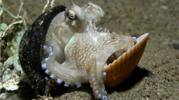 44 Bizarre Animal Behaviors Scientists Just Decoded in 2026 (Wait Until ...