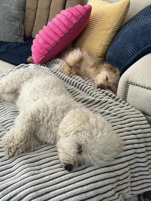 Why Are We All Hoarding Plastic Grocery Bags? - NewsBreak