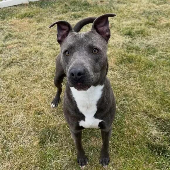 🐶 Friendly Mixed-Breed Dogs Waiting for Homes in Mt. Gilead - NewsBreak