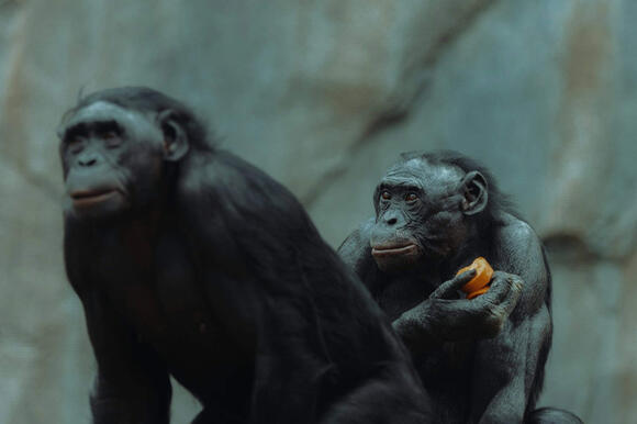 Chimpanzees Use Tools Like Humans, But One Discovery Left Researchers ...