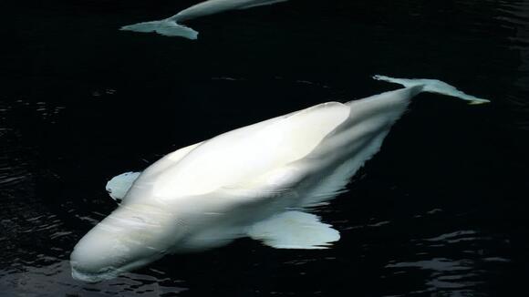 How Beluga Whales “Sing” to Each Other Underwater - NewsBreak