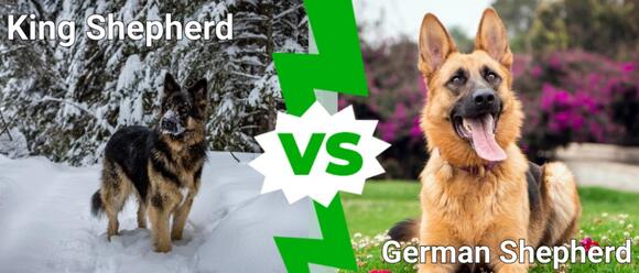 King Shepherd vs German Shepherd: What’s the Difference? - NewsBreak