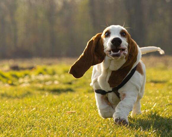 15 Goofy Dog Breeds That Will Keep You Laughing Forever - NewsBreak