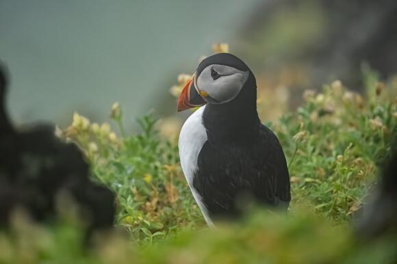 Puffin Day: The Fossil Story of Seabirds That Survived Ice Ages - NewsBreak