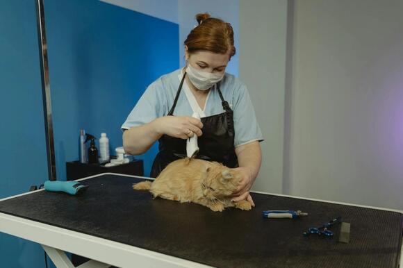 10 Recent Breakthroughs in Cat Genetics Research - NewsBreak