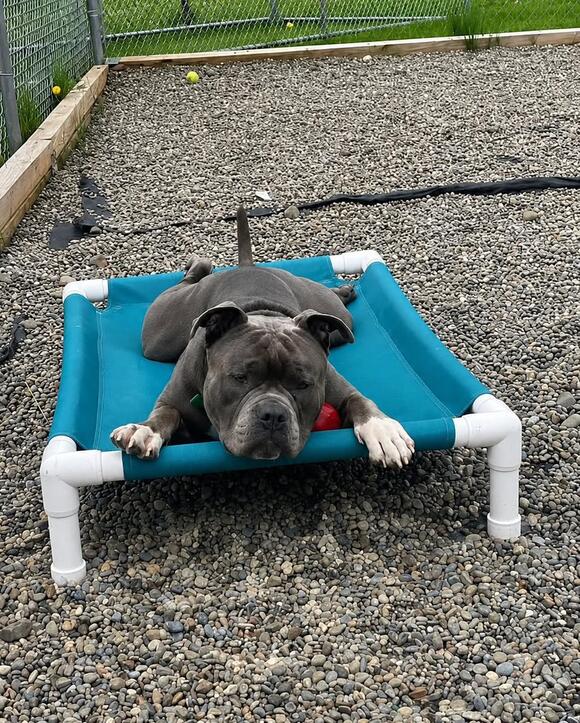 Volunteers Provide Playtime for Shelter Dogs - NewsBreak