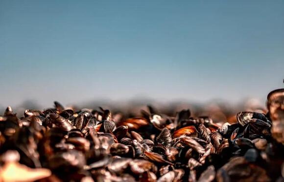 11 US Regions Where Invasive Species Are Threatening Native Wildlife ...