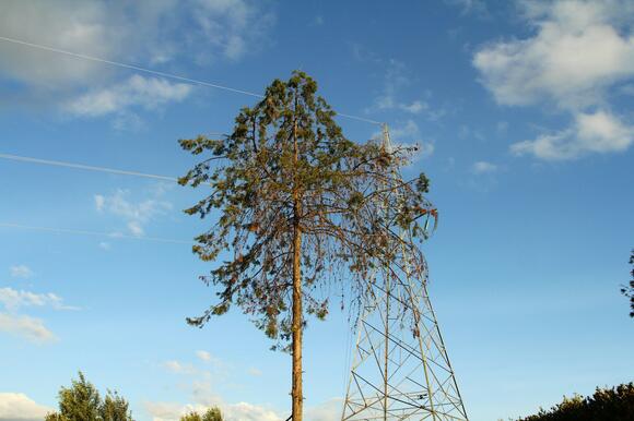 Utility Companies Warn This One Tree Mistake Can Cause Power Line Fires ...