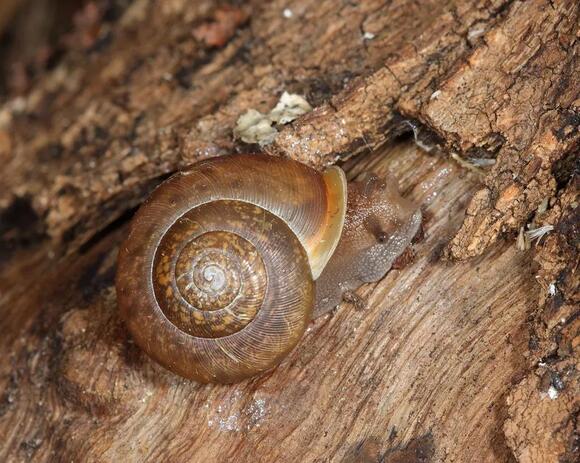 Types of Snails in North Carolina: Your Complete Field Guide to Native ...